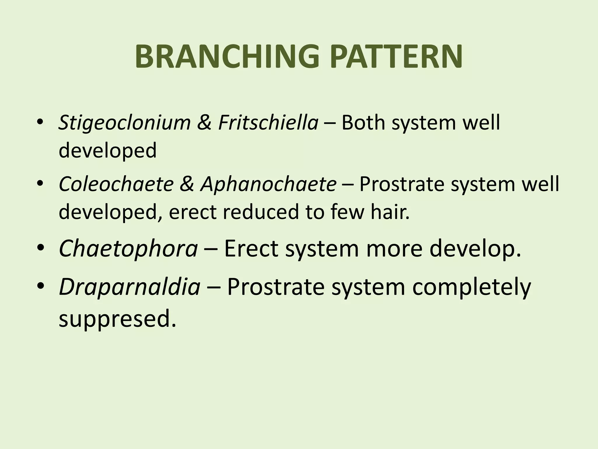 Chorophyceae,Chlorophyta | PPT
