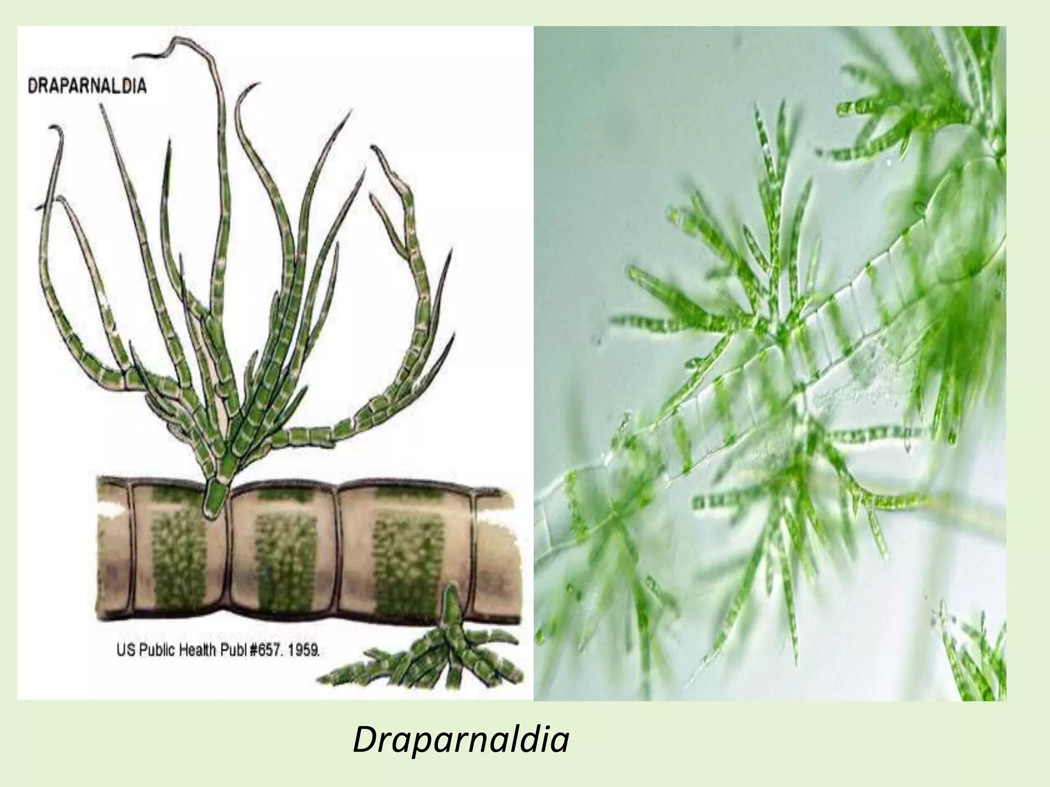 Chorophyceae,Chlorophyta | PPT