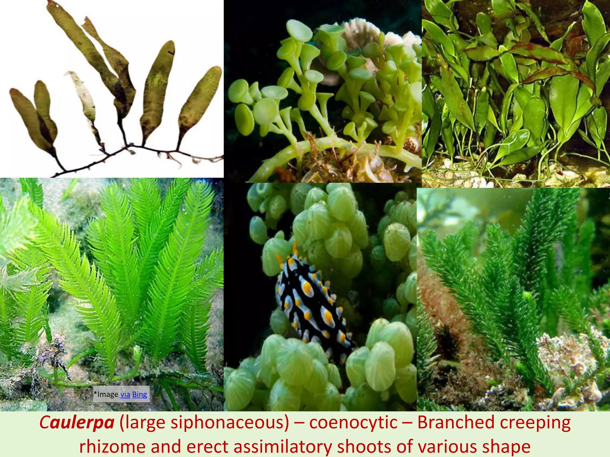 Chorophyceae,Chlorophyta | PPT