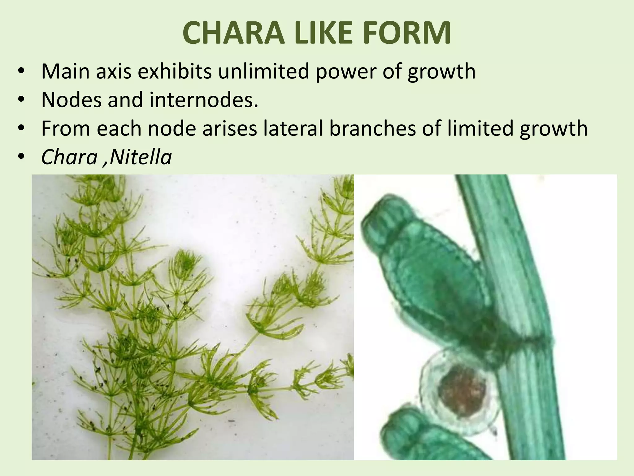 Chorophyceae,Chlorophyta | PPT