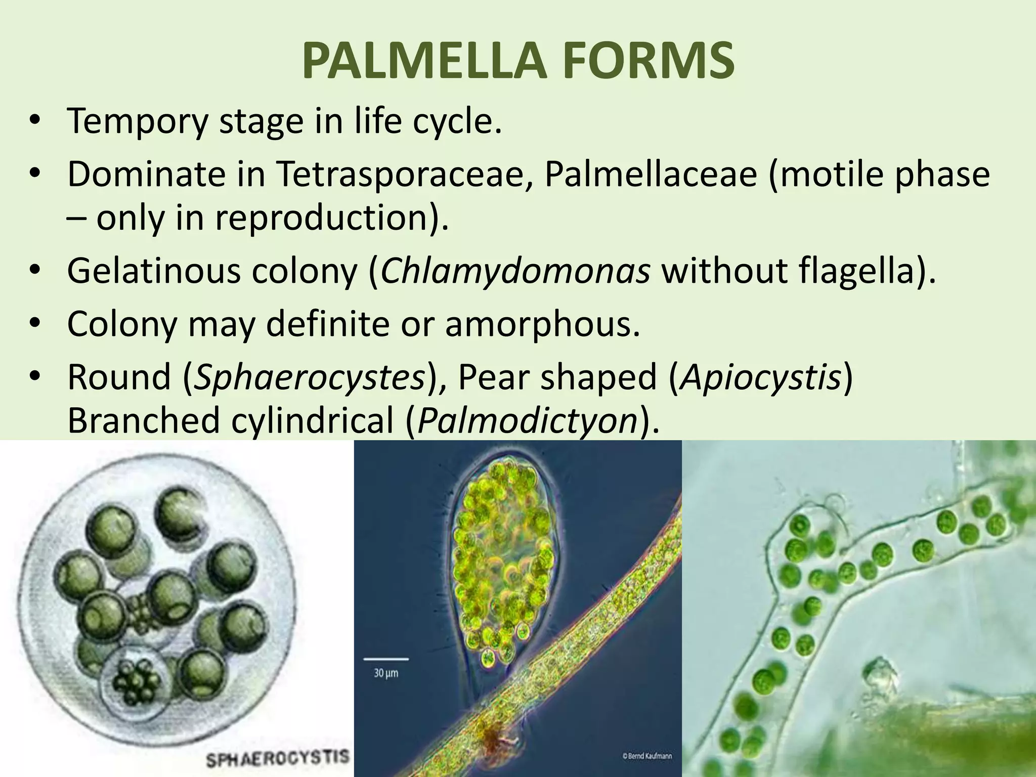 Chorophyceae,Chlorophyta | PPT