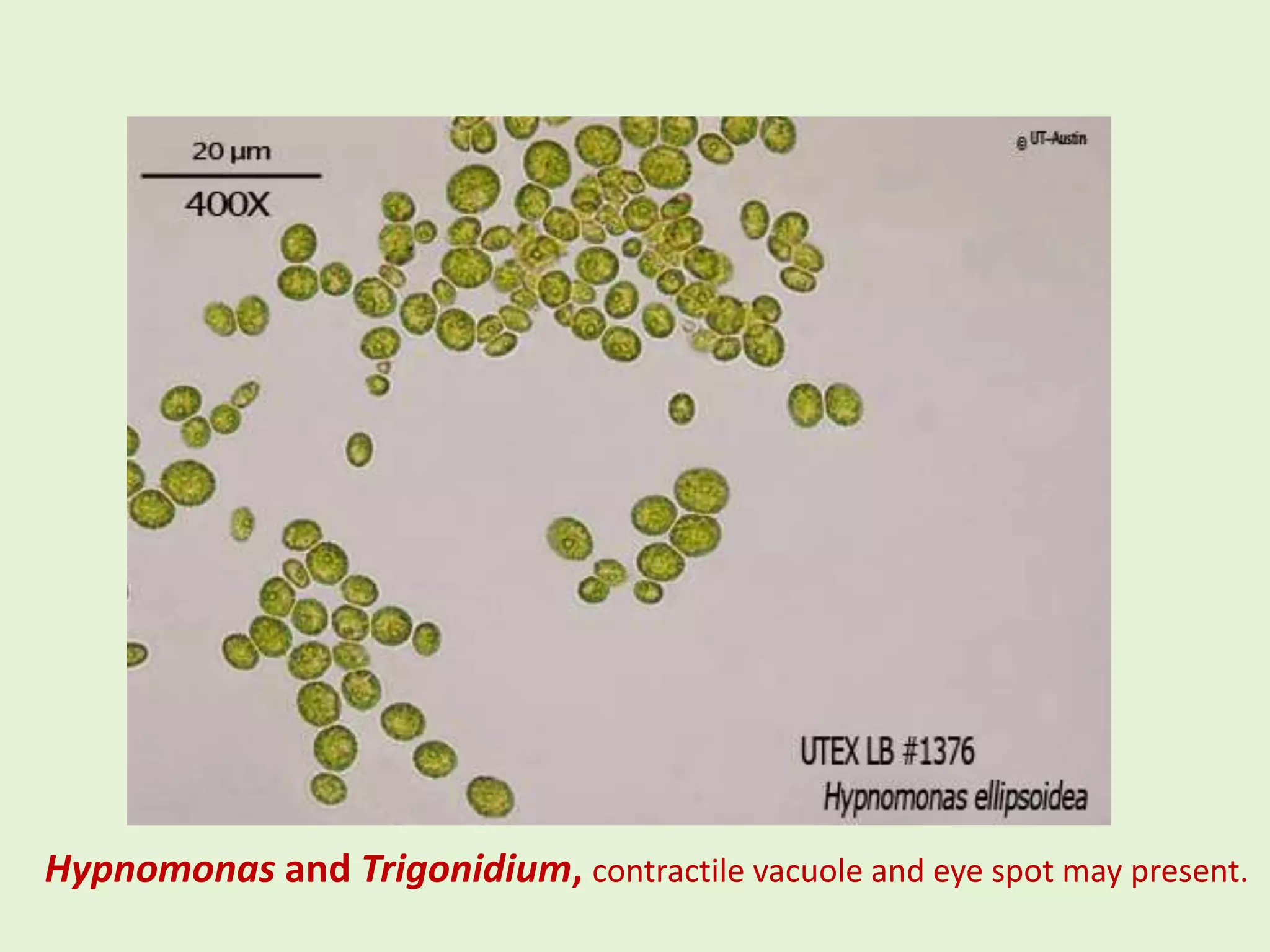 Chorophyceae,Chlorophyta | PPT