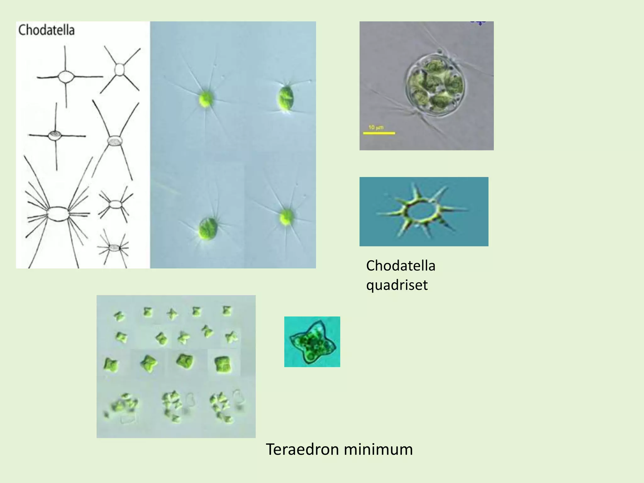 Chorophyceae,Chlorophyta | PPT