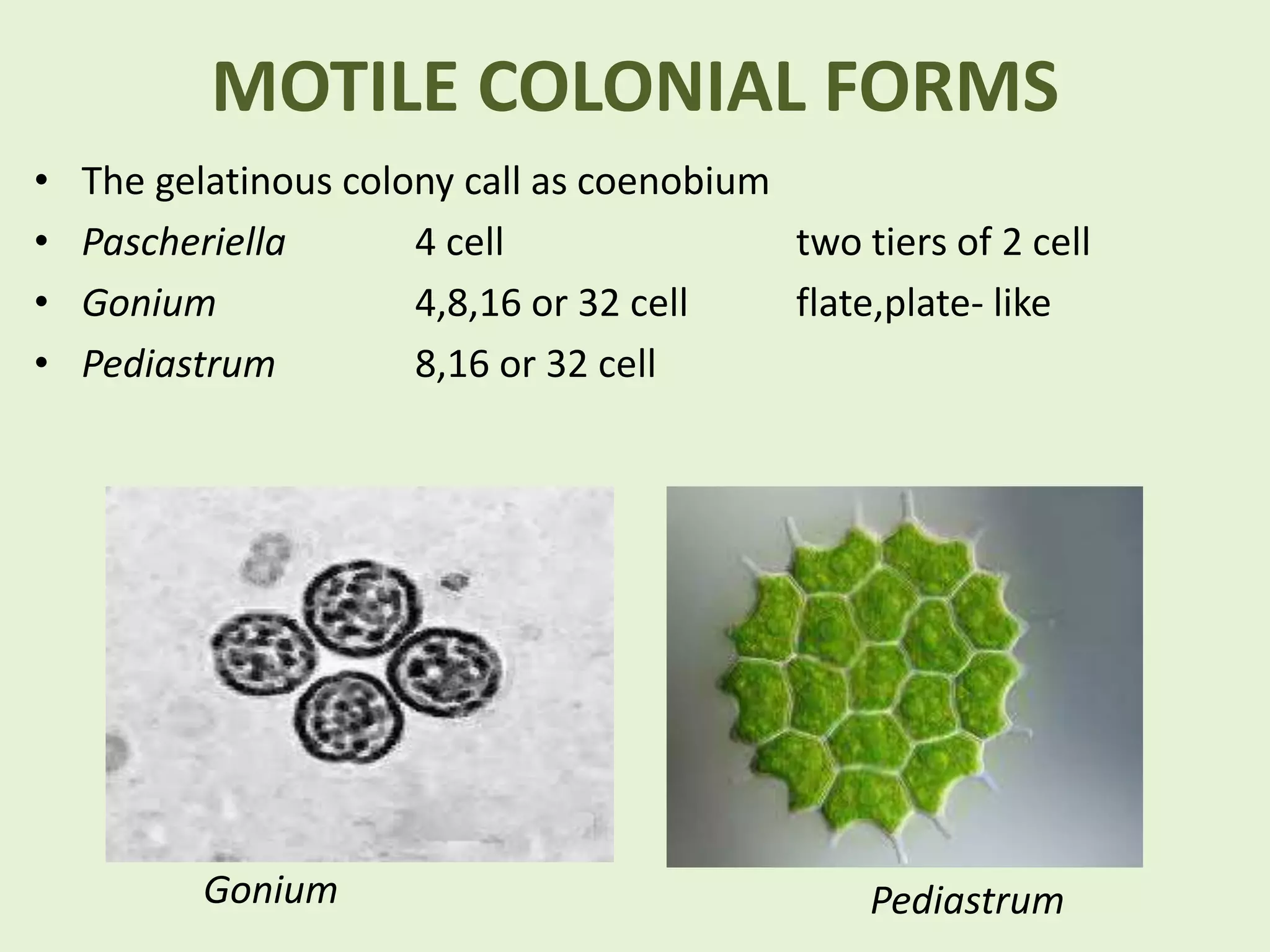 Chorophyceae,Chlorophyta | PPT