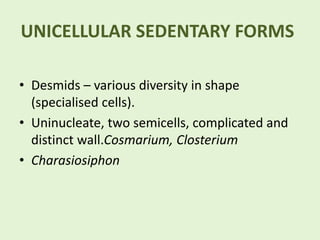 Chorophyceae,Chlorophyta | PPT | Biological Sciences | Science