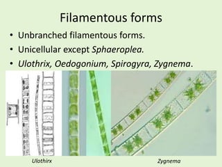 Chorophyceae,Chlorophyta | PPT