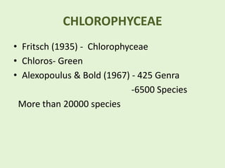 Chorophyceae,Chlorophyta | PPT