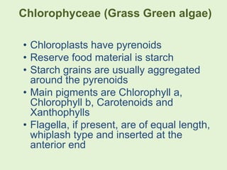 Chorophyceae,Chlorophyta | PPT