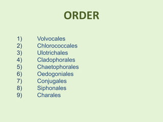 Chorophyceae,Chlorophyta | PPT