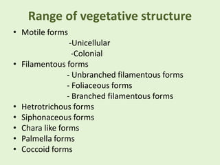 Chorophyceae,Chlorophyta | PPT