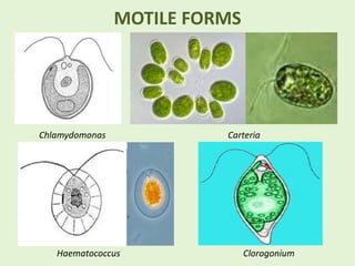 Chorophyceae,Chlorophyta | PPT