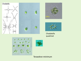 Chorophyceae,Chlorophyta | PPT