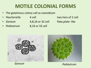 Chorophyceae,Chlorophyta | PPT
