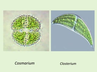 Chlorophyta Microscope