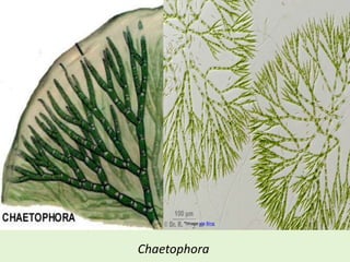 Chlorophyta Examples