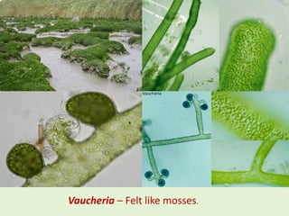 Chlorophyta Examples