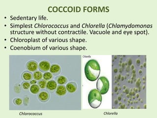 Chorophyceae,Chlorophyta | PPT