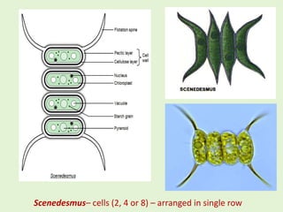 Scenedesmus Labeled