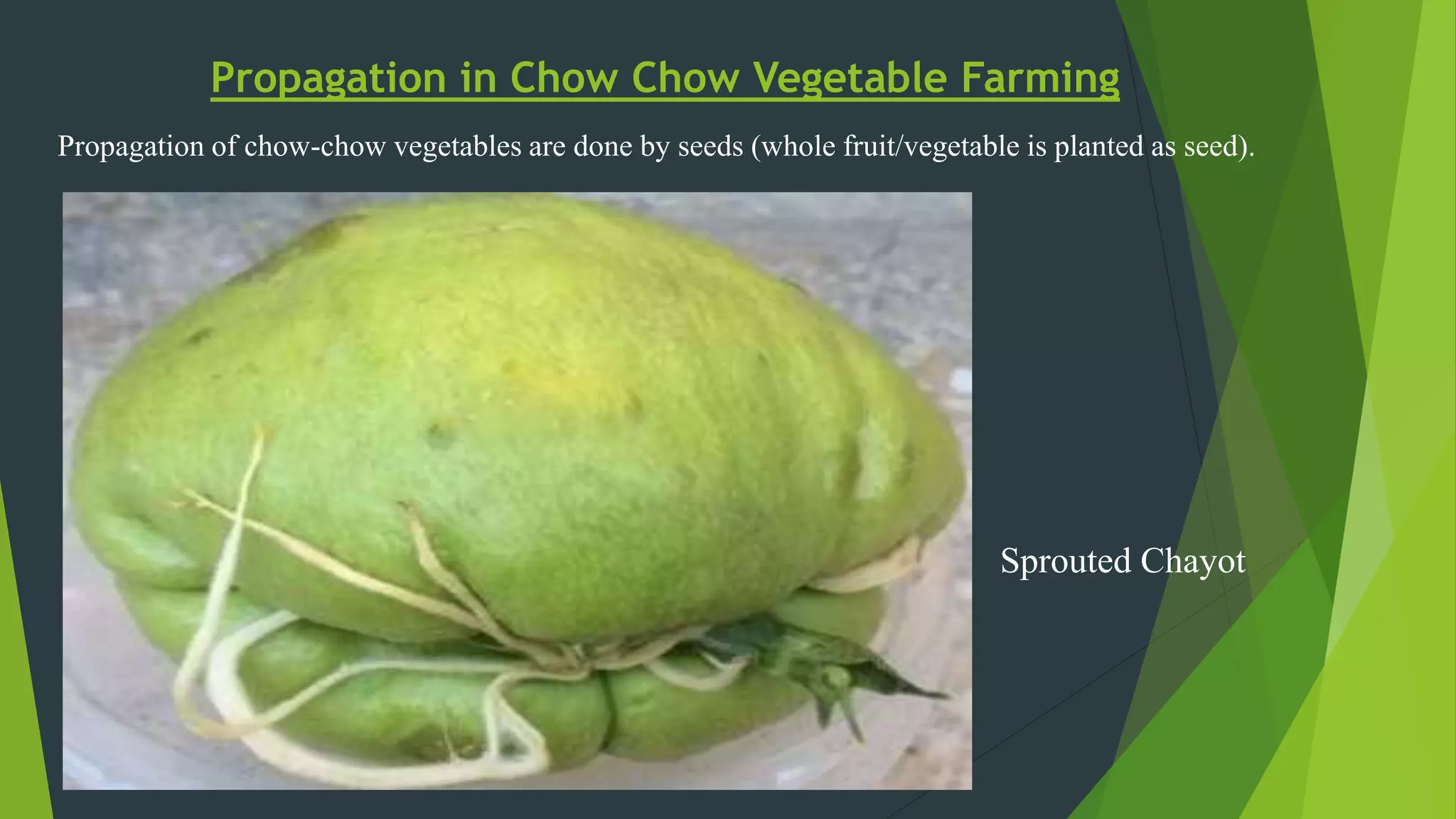 Chow chow vegetable | PPTX