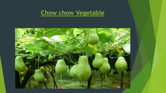 Chow chow vegetable | PPTX | Gardening | Home & Garden