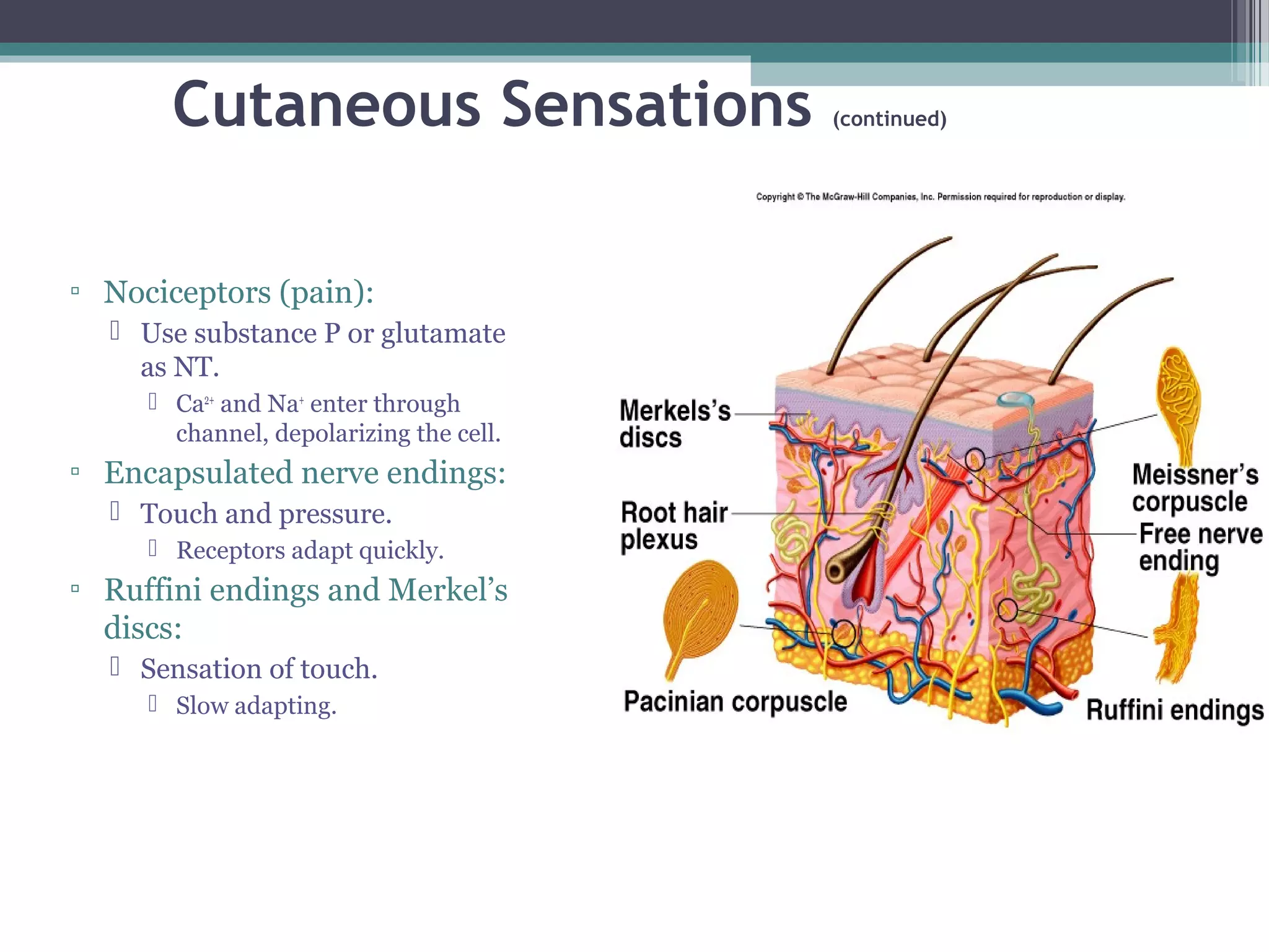 Sensory physiology | PPT