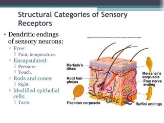 Sensory physiology | PPT
