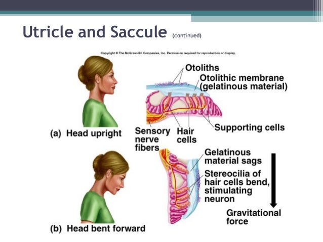 Utricle Vs Saccule