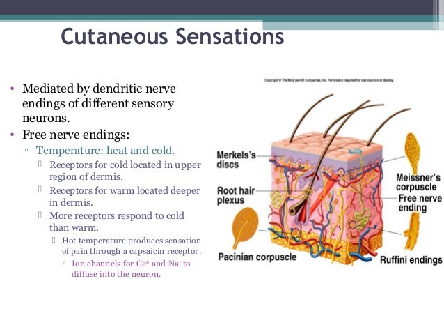 Cutaneous Sensory Receptor