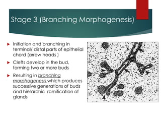 Chp 11 - SALIVARY GLANDS 1.pdf