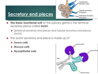 Chp 11 - SALIVARY GLANDS 1.pdf