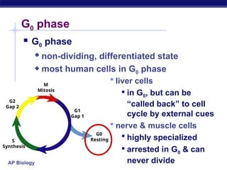 Regulation of cell division in human beings - mitosis | PPT