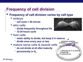 Regulation of cell division in human beings - mitosis | PPT