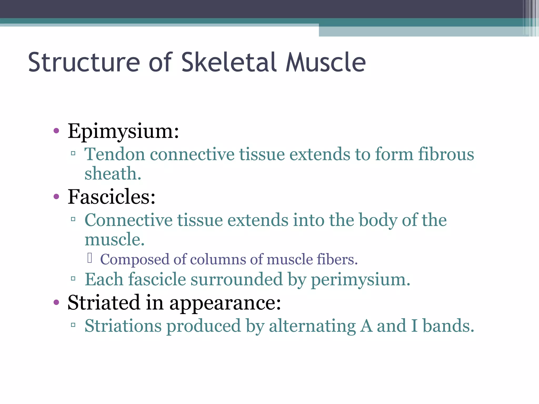 Muscle Physiology | PPT