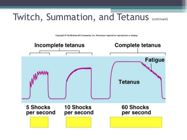 Muscle Physiology