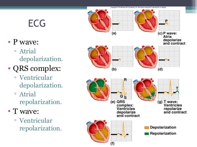 Heart and Circulation
