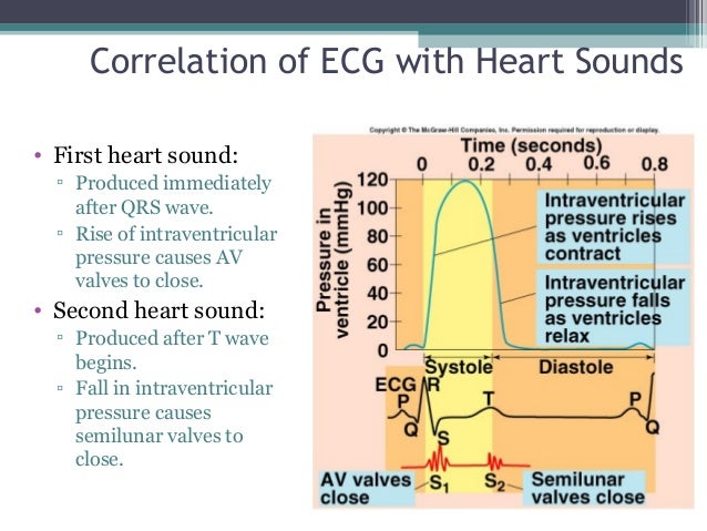Heart and Circulation