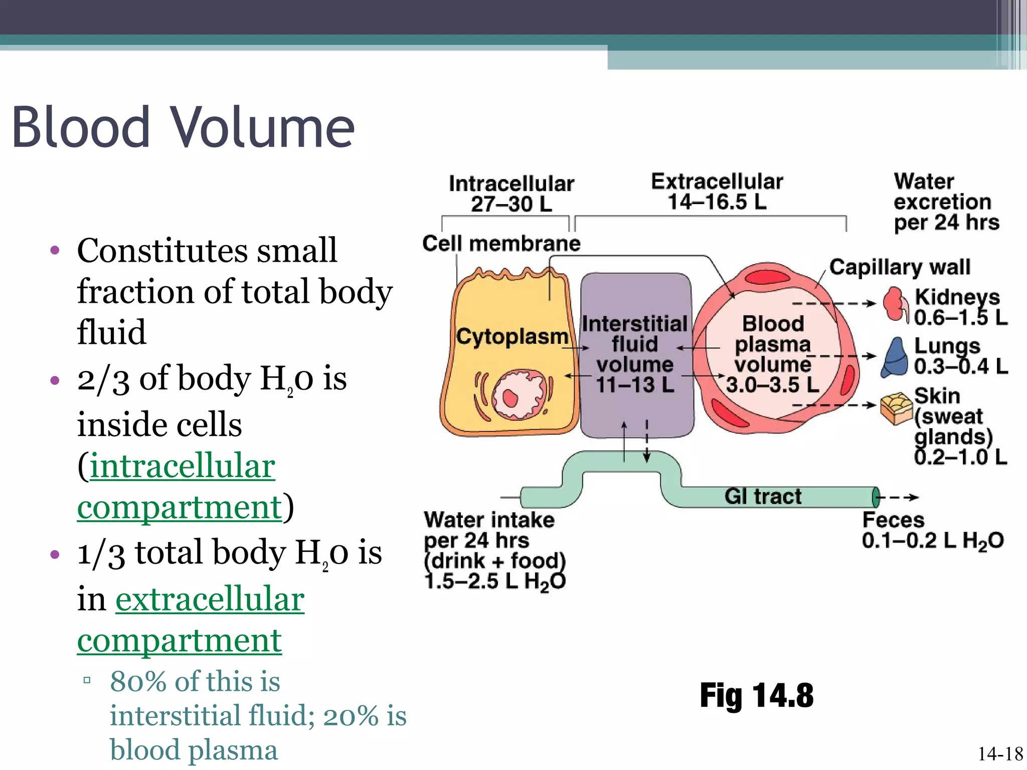 Cardiac output, blood flow, and blood pressure | PPT