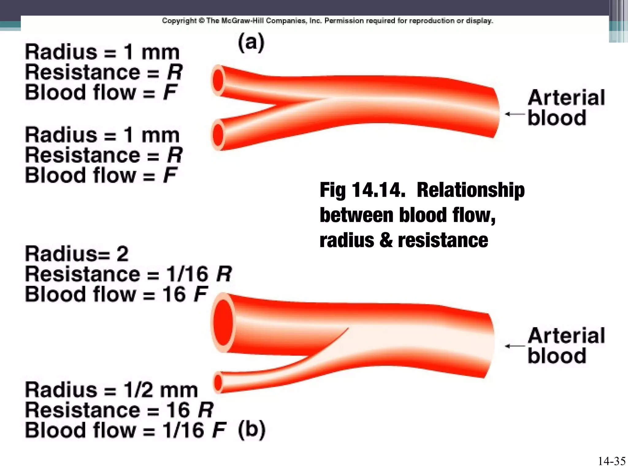 Cardiac output, blood flow, and blood pressure | PPT