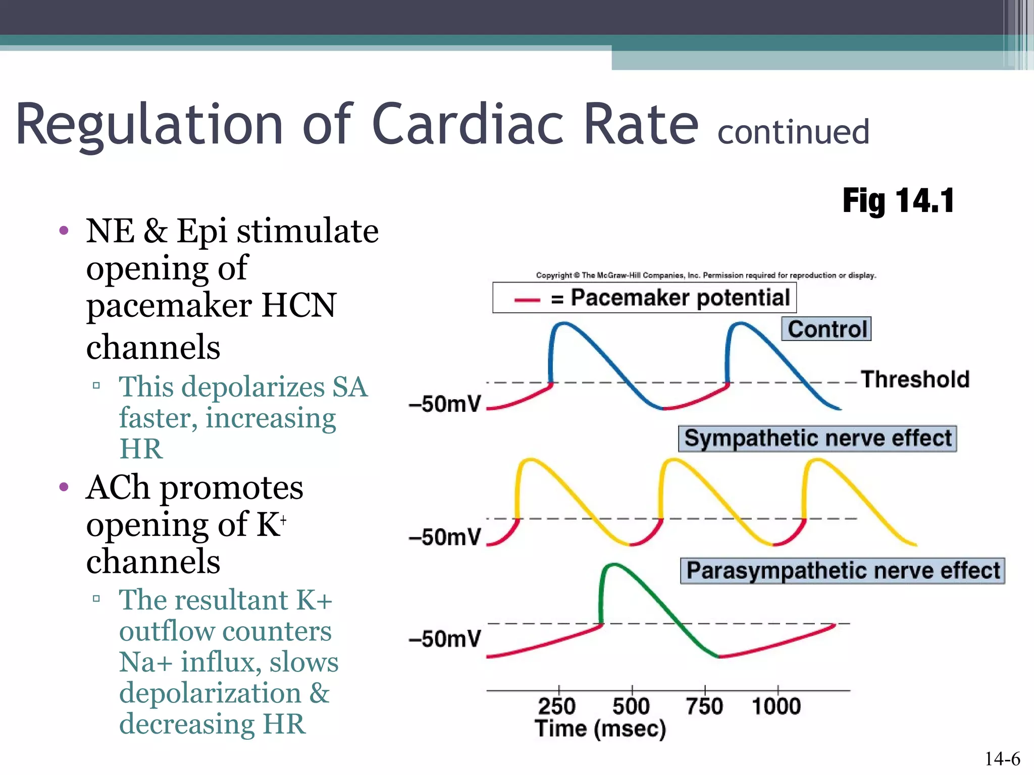 Cardiac output, blood flow, and blood pressure | PPT