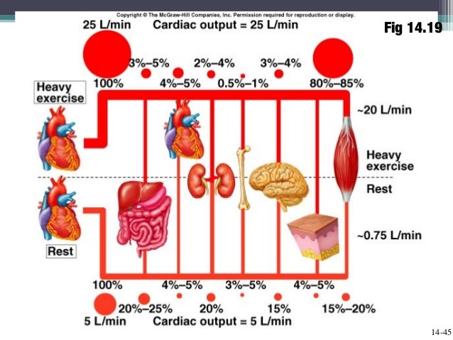 Cardiac output, blood flow, and blood pressure Cardiac output, blood flow, and blood pressure