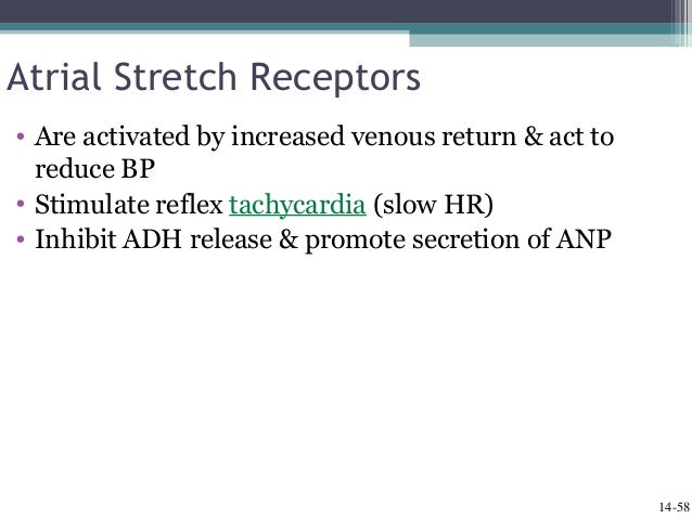 Atrial Stretch Reflex