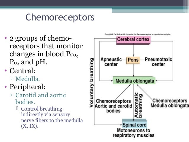 Respiratory physiology