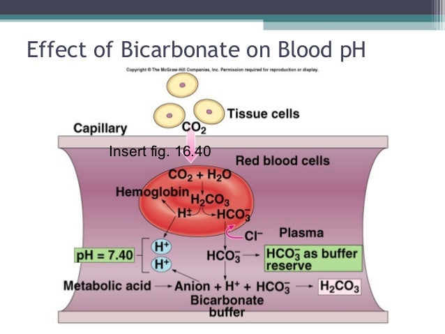Respiratory physiology