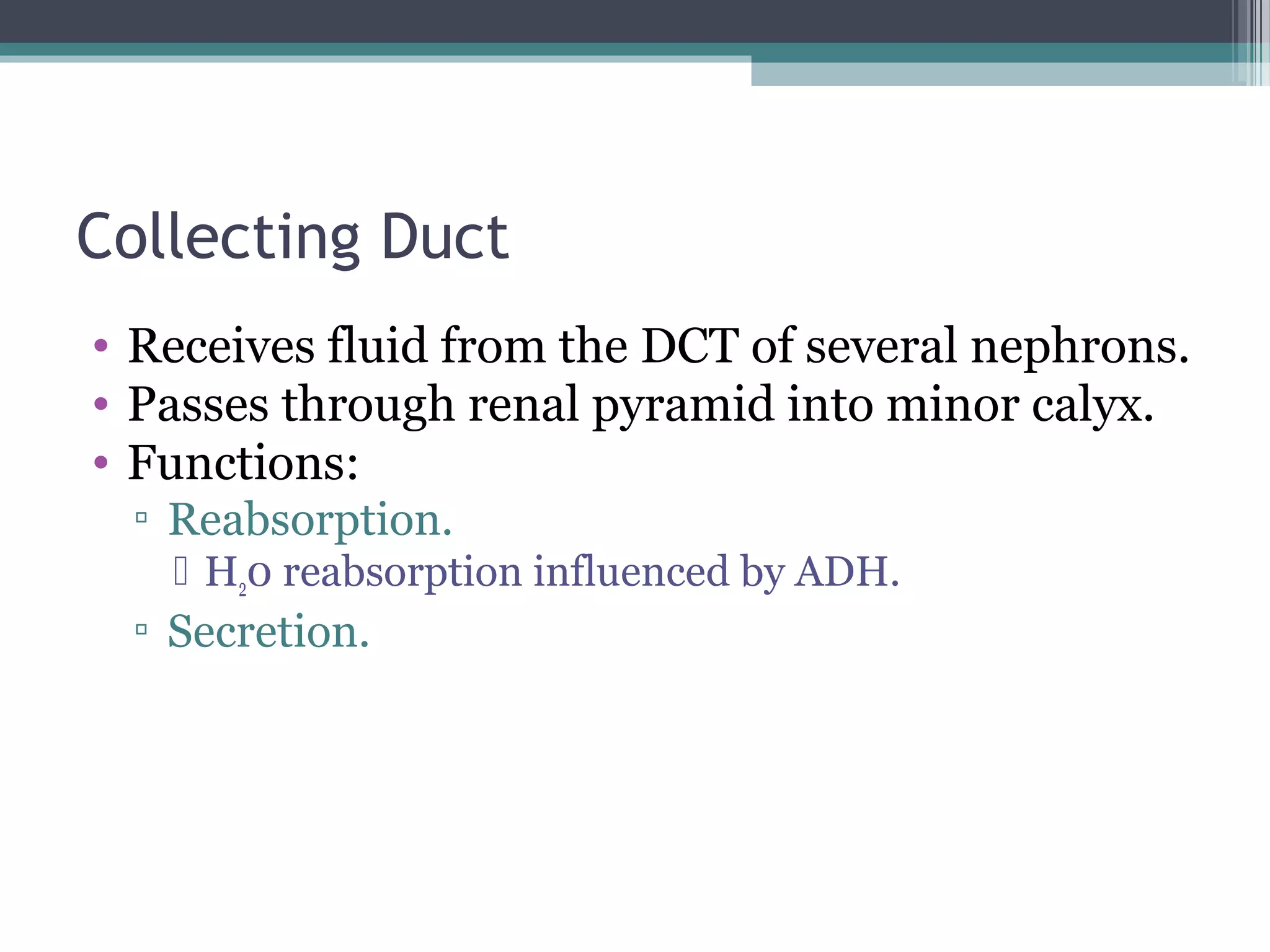Physiology of the kidneys | PPT