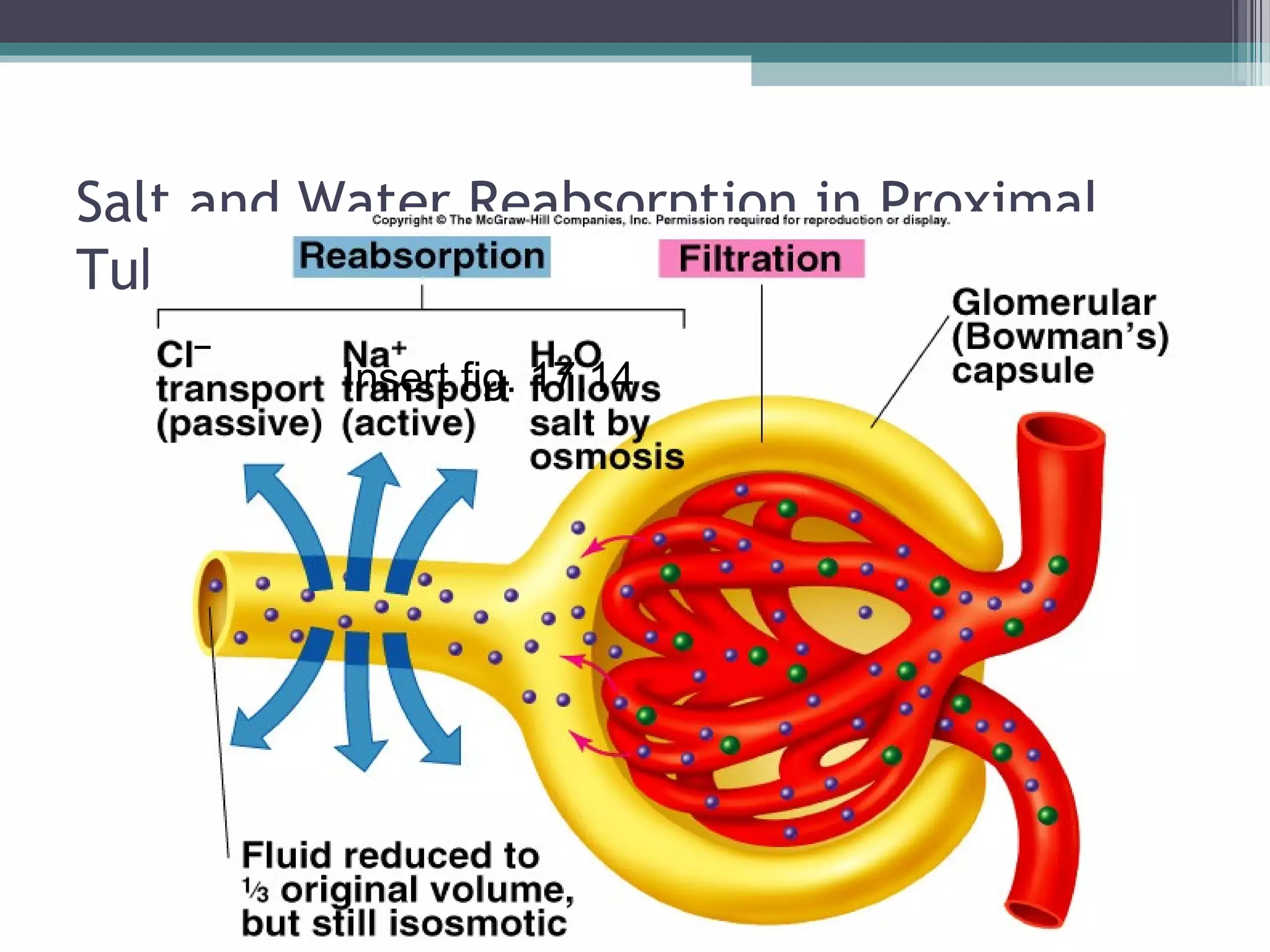 Physiology of the kidneys | PPT