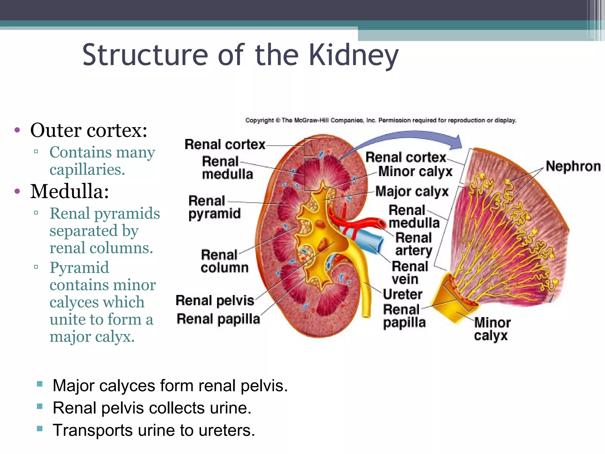 Physiology of the kidneys | PPT