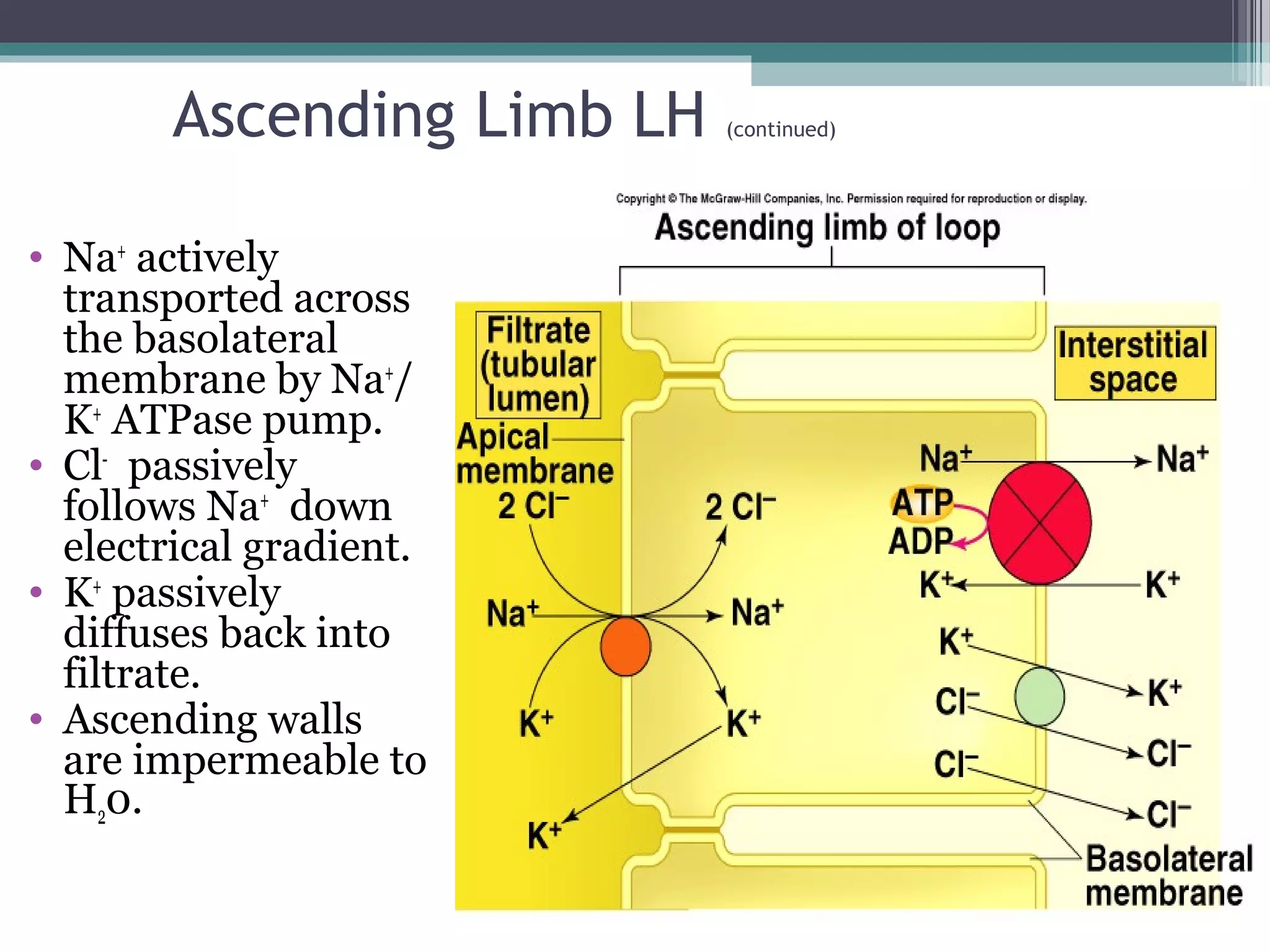 Physiology of the kidneys | PPT