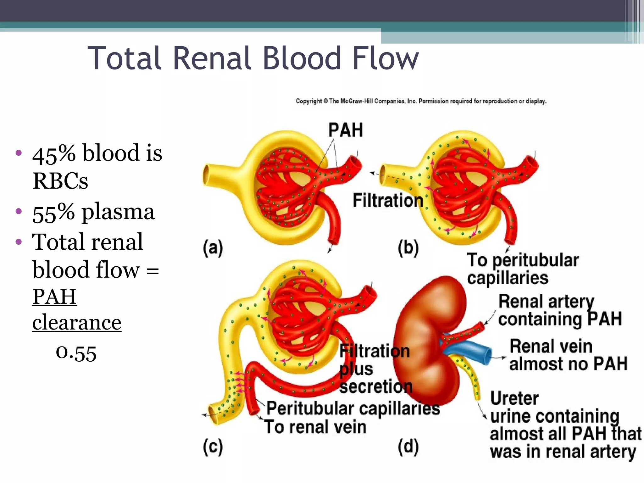 Physiology of the kidneys | PPT