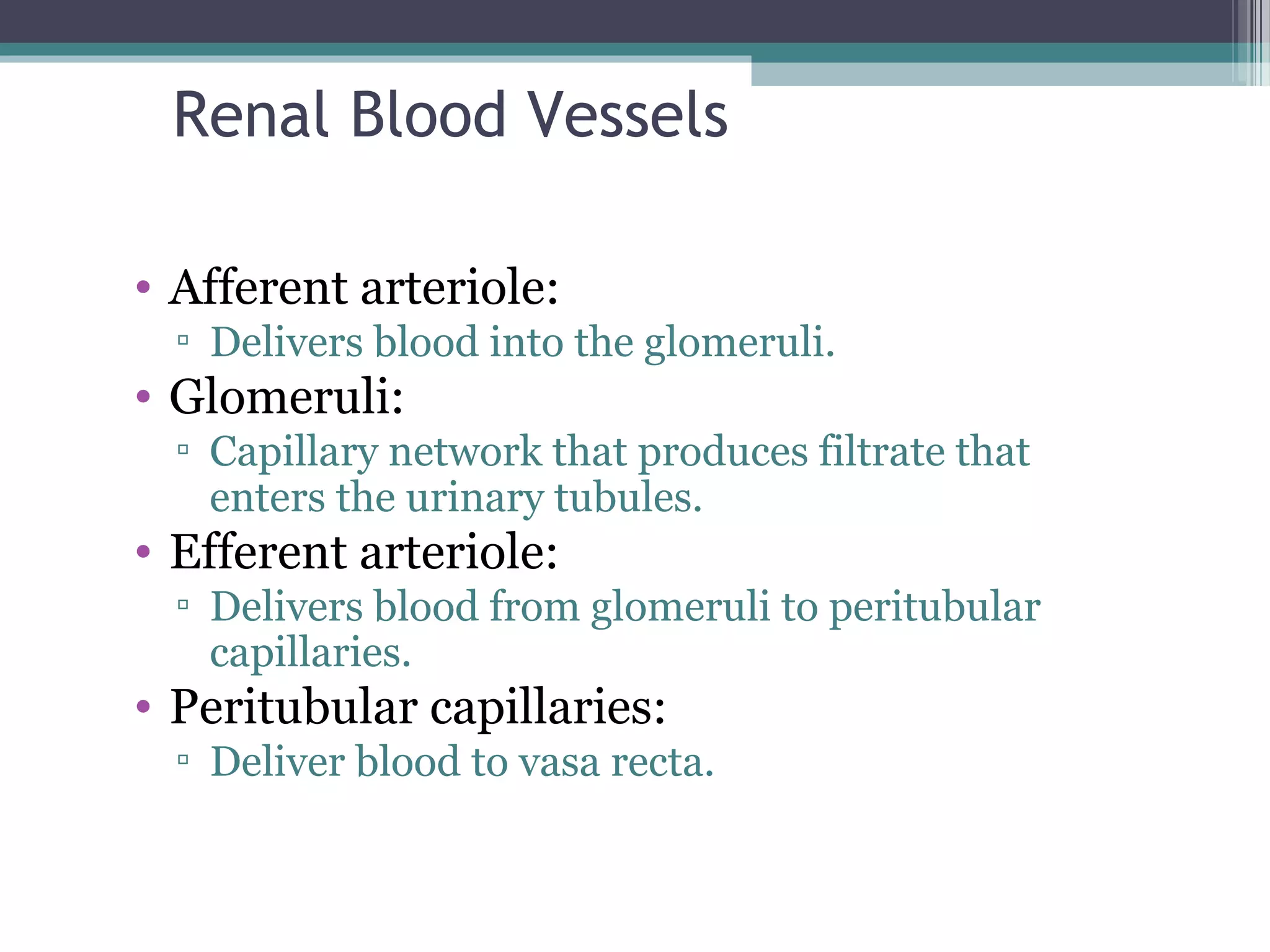 Physiology of the kidneys | PPT
