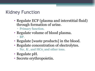 Physiology of the kidneys | PPT